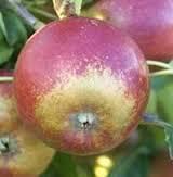Buy Stepover Apple Trees Online | CRJ Fruit Trees Nursery UK