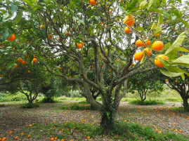 10 Best Fruit Trees To Grow - Tips For Growing Fruit Trees