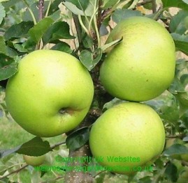 Buy Apple trees green-yellow fruited Online | CRJ Fruit Trees Nursery UK