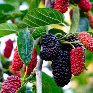 Buy Black Mulberry Trees Online | CRJ Fruit Trees Nursery UK