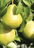 Buy Dwarf Pear Trees Online | CRJ Fruit Trees Nursery UK