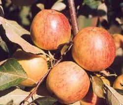 Buy Falstaff apple tree Online | CRJ Fruit Trees Nursery UK