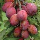 Buy Fan trained Plums Online | CRJ Fruit Trees Nursery UK