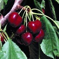 Buy Lapins cherry tree Online | CRJ Fruit Trees Nursery UK
