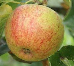 Buy Laxtons Epicure apple tree Online | CRJ Fruit Trees Nursery UK