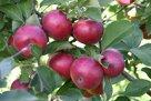 Buy Lobo Apple tree Online | CRJ Fruit Trees Nursery UK