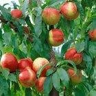 Buy Nectarine Trees Varieties Online | CRJ Fruit Trees Nursery UK