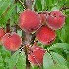 Buy Peach & Nectarine fan trees Online | CRJ Fruit Trees Nursery UK