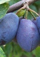 Buy Plums Trees - self fertile varieties Online | CRJ Fruit Trees ...