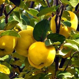 Buy Quince Trees Varieties Online | CRJ Fruit Trees Nursery UK