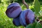 Buy Stepover Plum Trees Online | CRJ Fruit Trees Nursery UK