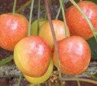 Buy Amber Heart fan cherry trees Online | CRJ Fruit Trees Nursery UK