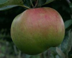 Buy Bramleys Seedling Online | CRJ Fruit Trees Nursery UK
