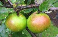 Buy Bramleys seedling mini M27 Online | CRJ Fruit Trees Nursery UK