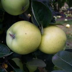 Buy Carlisle Codlin Online | CRJ Fruit Trees Nursery UK