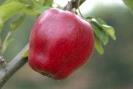 Buy Crimson Queening Miniature M27 Online | CRJ Fruit Trees Nursery UK