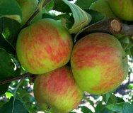 Buy Elstar miniature apple Online | CRJ Fruit Trees Nursery UK