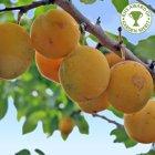 Buy Oullins Golden Gage Online | CRJ Fruit Trees Nursery UK