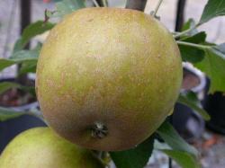 Buy Princesse apple tree Online | CRJ Fruit Trees Nursery UK