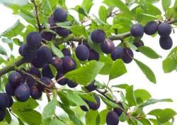 Buy Shropshire Damson trees Online | CRJ Fruit Trees Nursery UK
