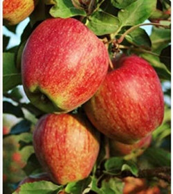 Buy Tydemans Late Orange Apple trees Online | CRJ Fruit Trees Nursery UK