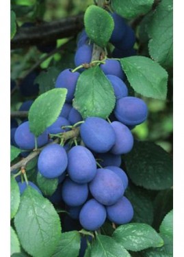 HOW TO GROW DAMSON TREES